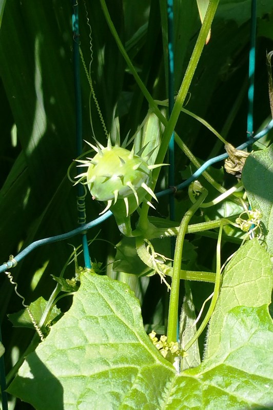 Exploding Cucumbers! (Cyclanthera explodens) | Chilli Books Blog